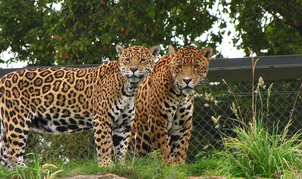 Chester Zoo - iVisit