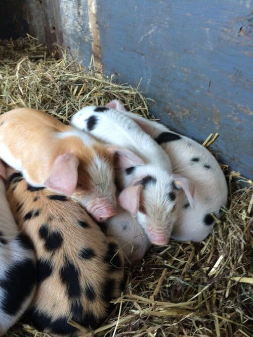 Slade Farm Safari - iVisit