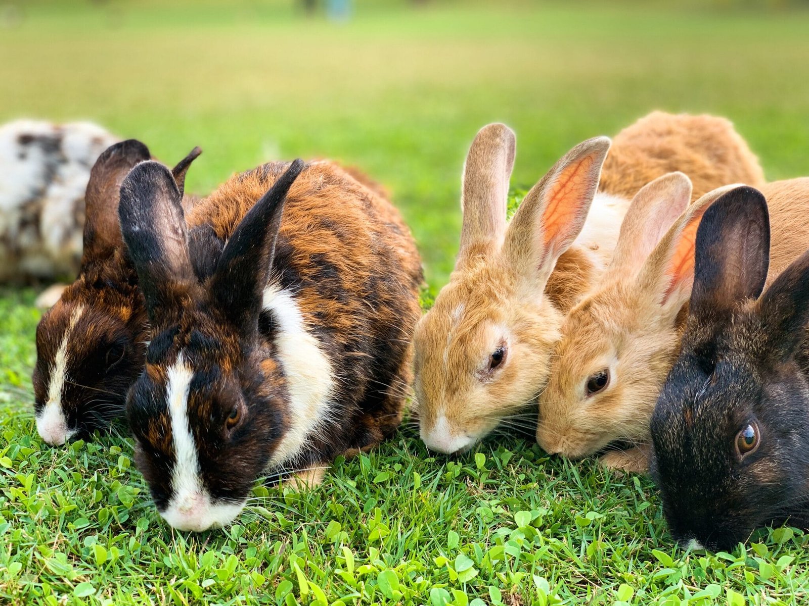 Dwyfor Ranch Rabbit Farm and Animal Park - iVisit
