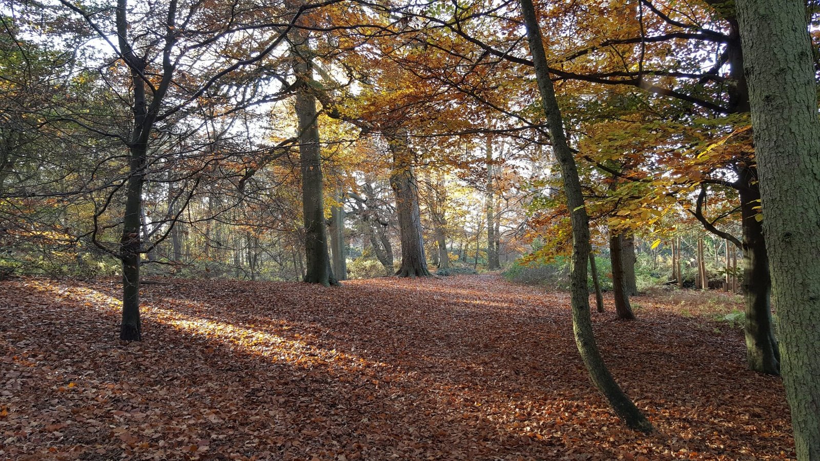 Top Views In Bedfordshire’s Countryside - iVisit