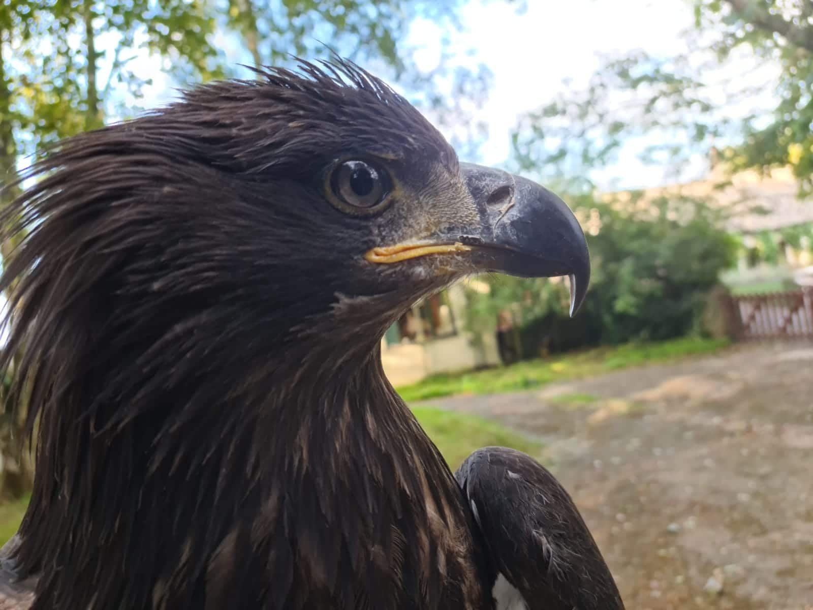 Cotswold Falconry Centre - iVisit