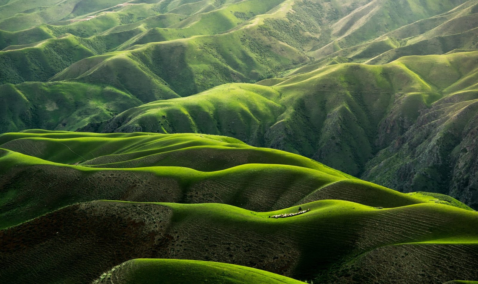Embark on a Global Odyssey: Top Shows to Watch on BBC Earth - iVisit
